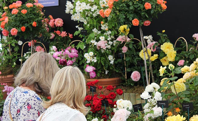 Blenheim Palace Flower Show 2019 | Best Flower Site